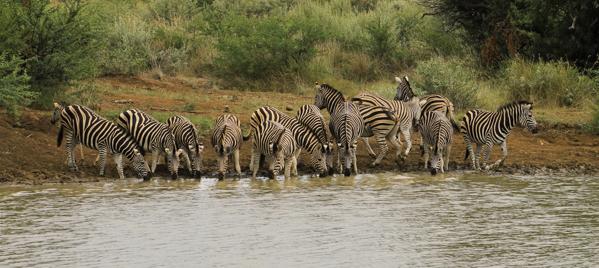What is a Watering Hole Attack? What to Know | Spokeo